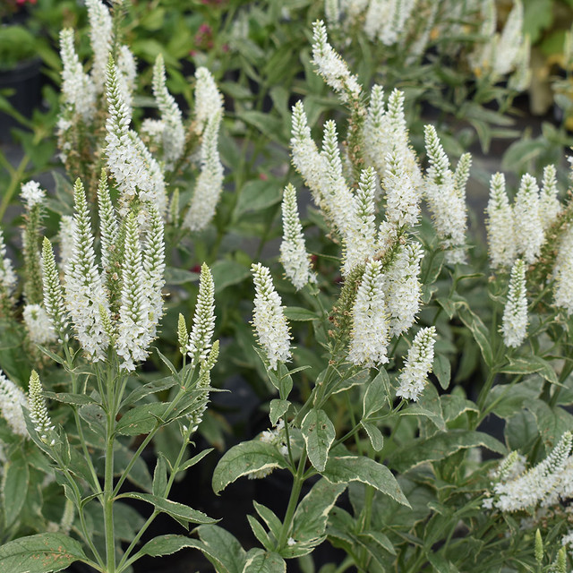 Veronica longifolia 'Charlotte' - Horsford Gardens and Nursery