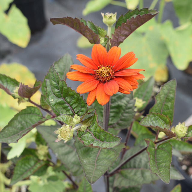 Heliopsis 'Bleeding Hearts' - Horsford Gardens and Nursery