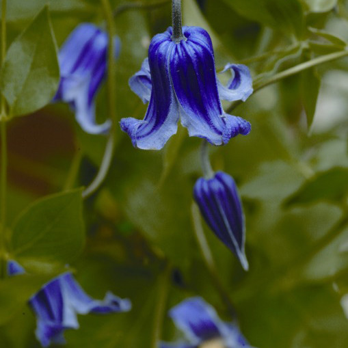 Clematis 'Multi Blue' - Horsford Gardens and Nursery