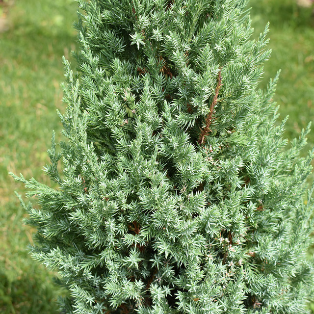 Juniperus chinensis 'Spartan' - Horsford Gardens and Nursery