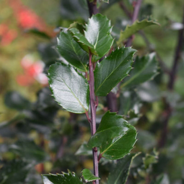 Broadleaf Evergreens