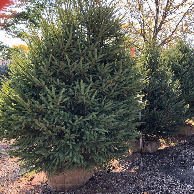 Picea glauca - Horsford Gardens and Nursery
