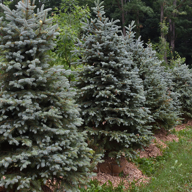 Picea pungens 'Baby Blue' - Horsford Gardens and Nursery