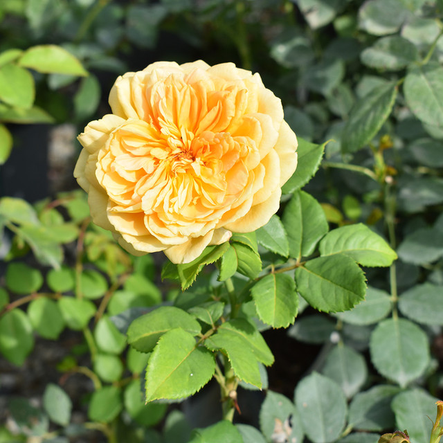 Rosa 'At Last' - Horsford Gardens and Nursery