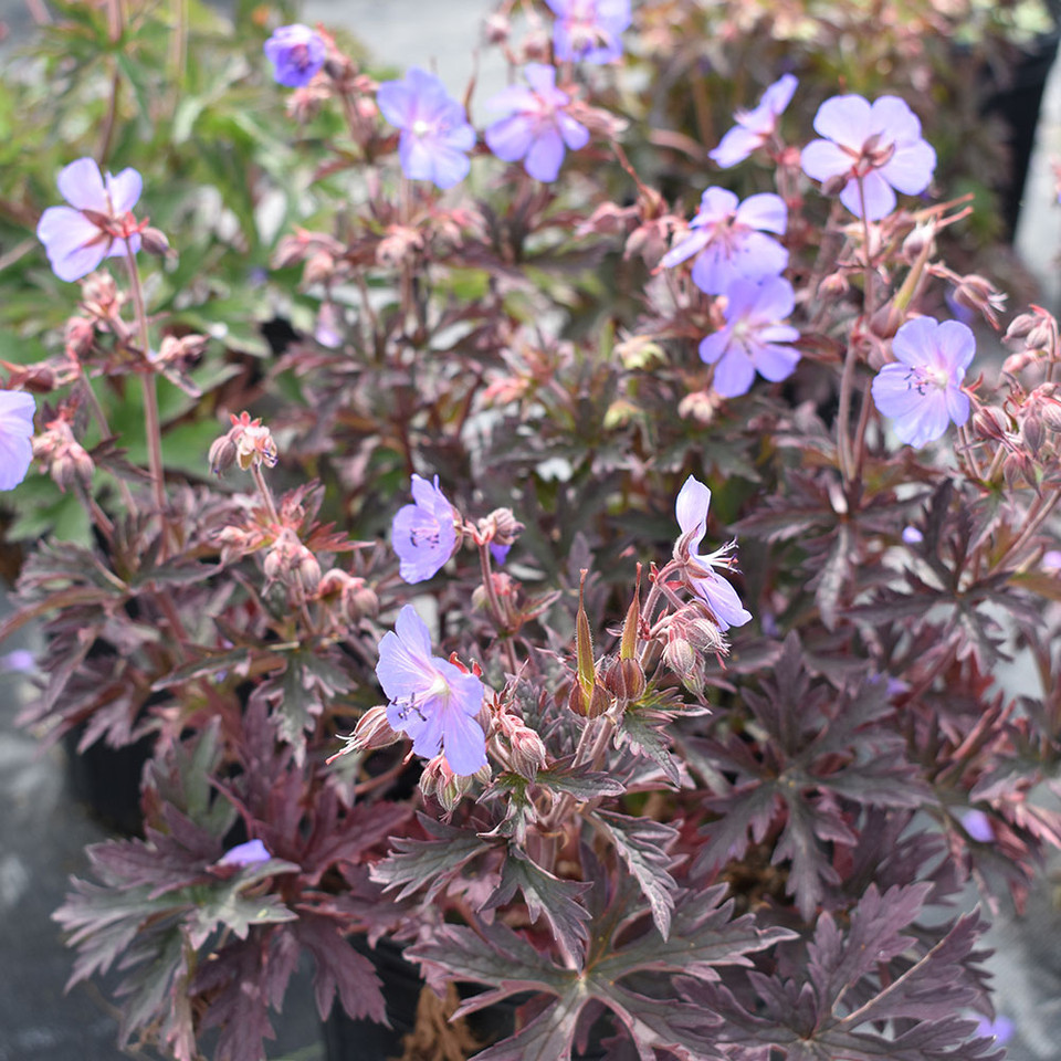 Geranium pratense 'Boom Chocolatta' - Horsford Gardens and Nursery