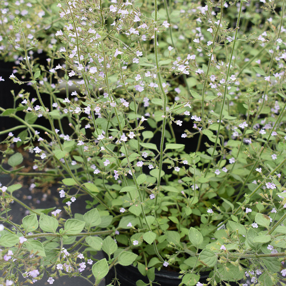 Calamintha nepeta 'Blue Cloud' - Horsford Gardens and Nursery