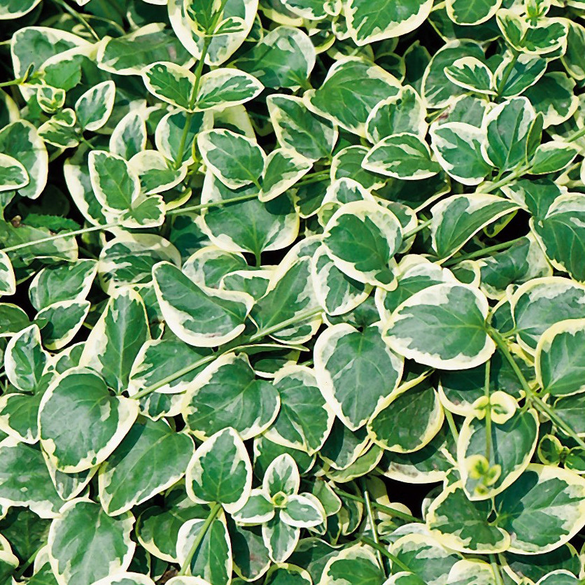 Vinca minor - Horsford Gardens and Nursery