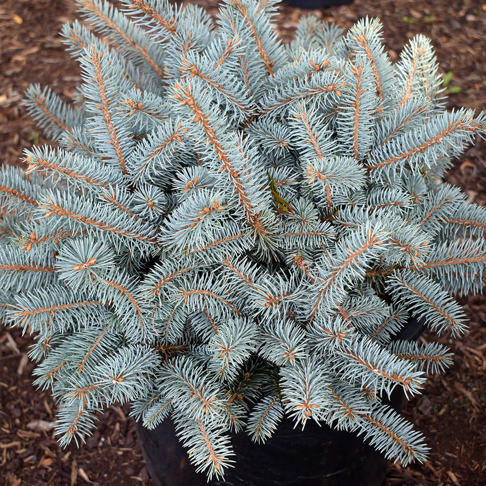 Picea pungens glauca 'Globosa' - Horsford Gardens and Nursery