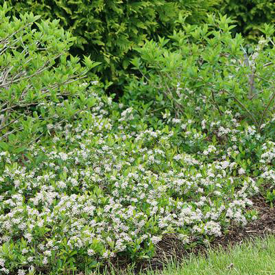 Aronia melanocarpa 'Viking' - Horsford Gardens and Nursery