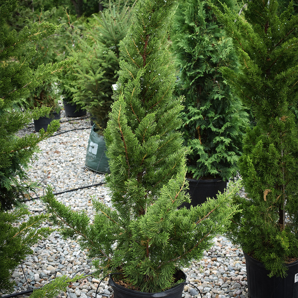 Juniperus chinensis 'Hetzii Columnaris' - Horsford Gardens and Nursery