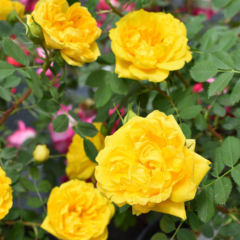 Rosa 'At Last' - Horsford Gardens and Nursery