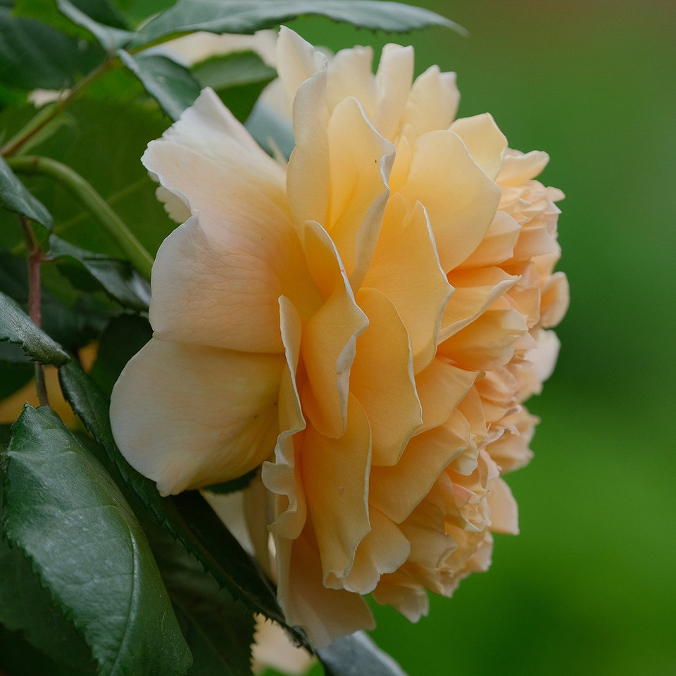 Rosa 'At Last' - Horsford Gardens and Nursery