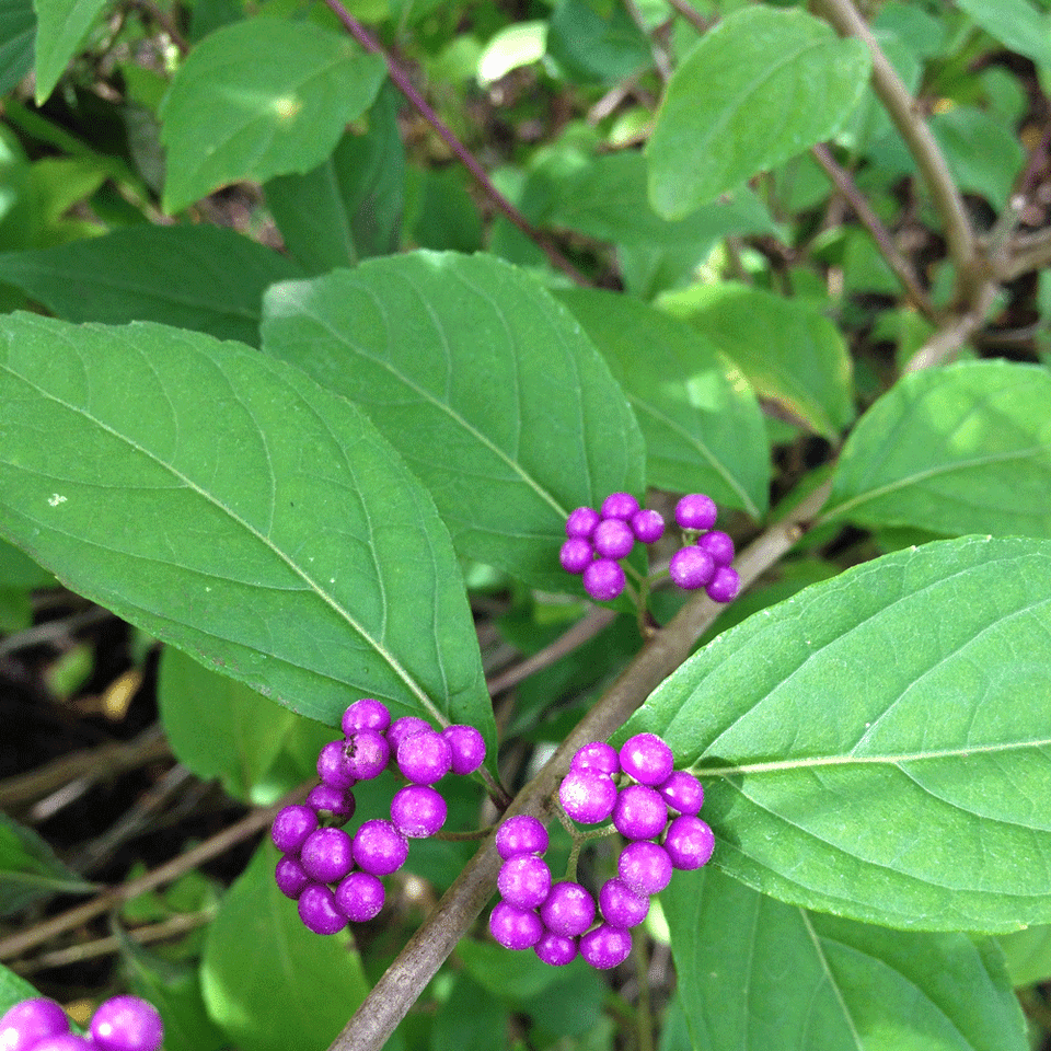 Deciduous Shrubs