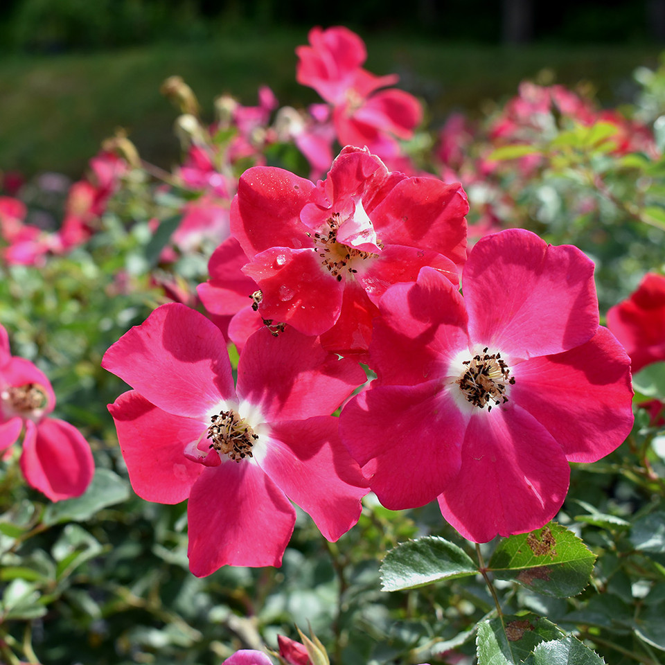 Rosa Oso Easy 'Cherry Pie' - Horsford Gardens and Nursery
