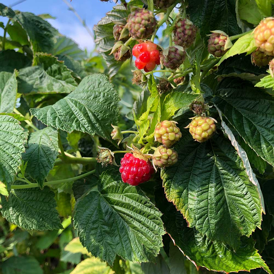 Rubus idaeus 'Fallgold' - Horsford Gardens and Nursery
