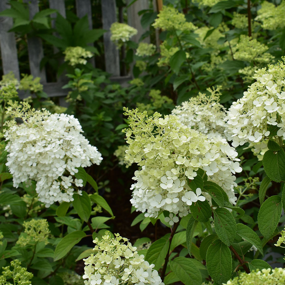 Hydrangea paniculata 'Bobo' - Horsford Gardens and Nursery