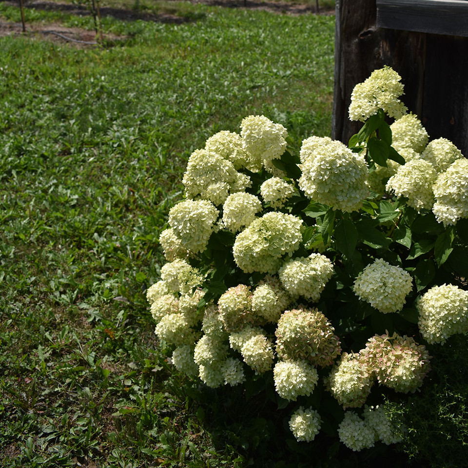 Hydrangea paniculata 'Little Lime' - Horsford Gardens and Nursery