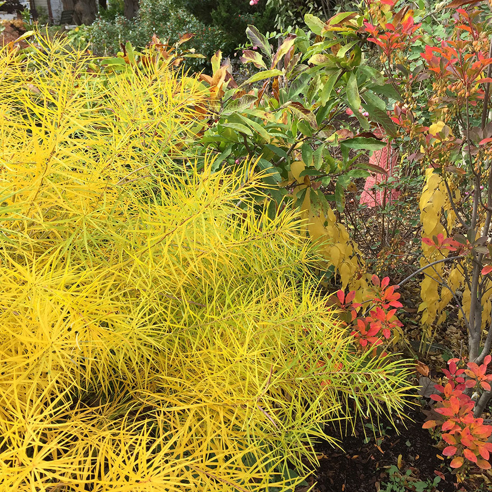 Amsonia hubrichtii - Horsford Gardens and Nursery