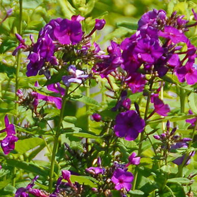 Phlox paniculata 'Nicky' - Horsford Gardens and Nursery