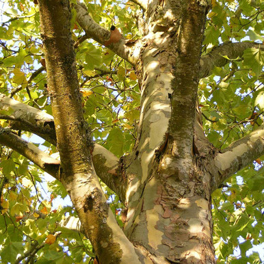 Platanus occidentalis - Horsford Gardens and Nursery