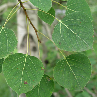 Populus tremuloides - Horsford Gardens and Nursery