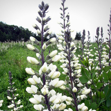 Baptisia alba - Horsford Gardens and Nursery