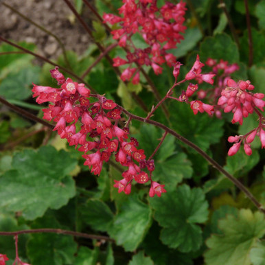 Heuchera 'Ruby Bells' - Horsford Gardens and Nursery