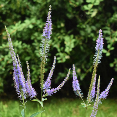 Veronicastrum virginicum 'Fascination' - Horsford Gardens and Nursery