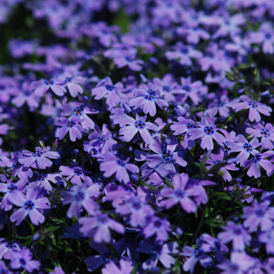 Phlox x 'Violet Pinwheels' - Horsford Gardens and Nursery