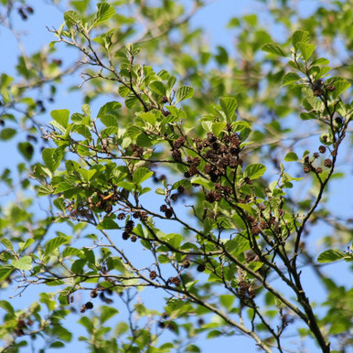 Alnus incana subsp. rugosa - Horsford Gardens and Nursery