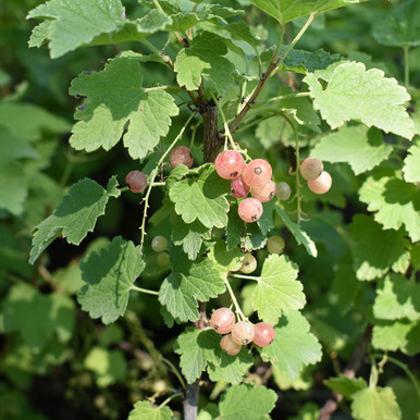 Ribes rubrum 'Pink Champagne' - Horsford Gardens and Nursery