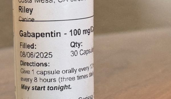 Gabapentin for Dogs: What It Is, How It Works, and What Does It Treat ...