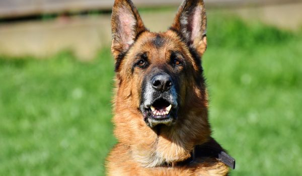 Once a Day vs Twice a Day Feeding for Dogs: How To Find What Really ...