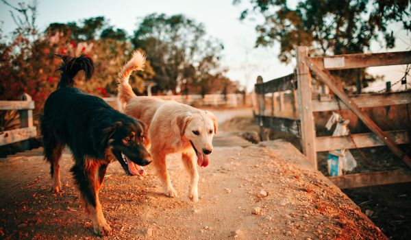 Collagen Peptides for Dogs: What They Are and Why They Matter - Pet Matrx