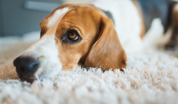 Why Do Dogs Scratch the Carpet – What You Need to Know - Pet Matrx