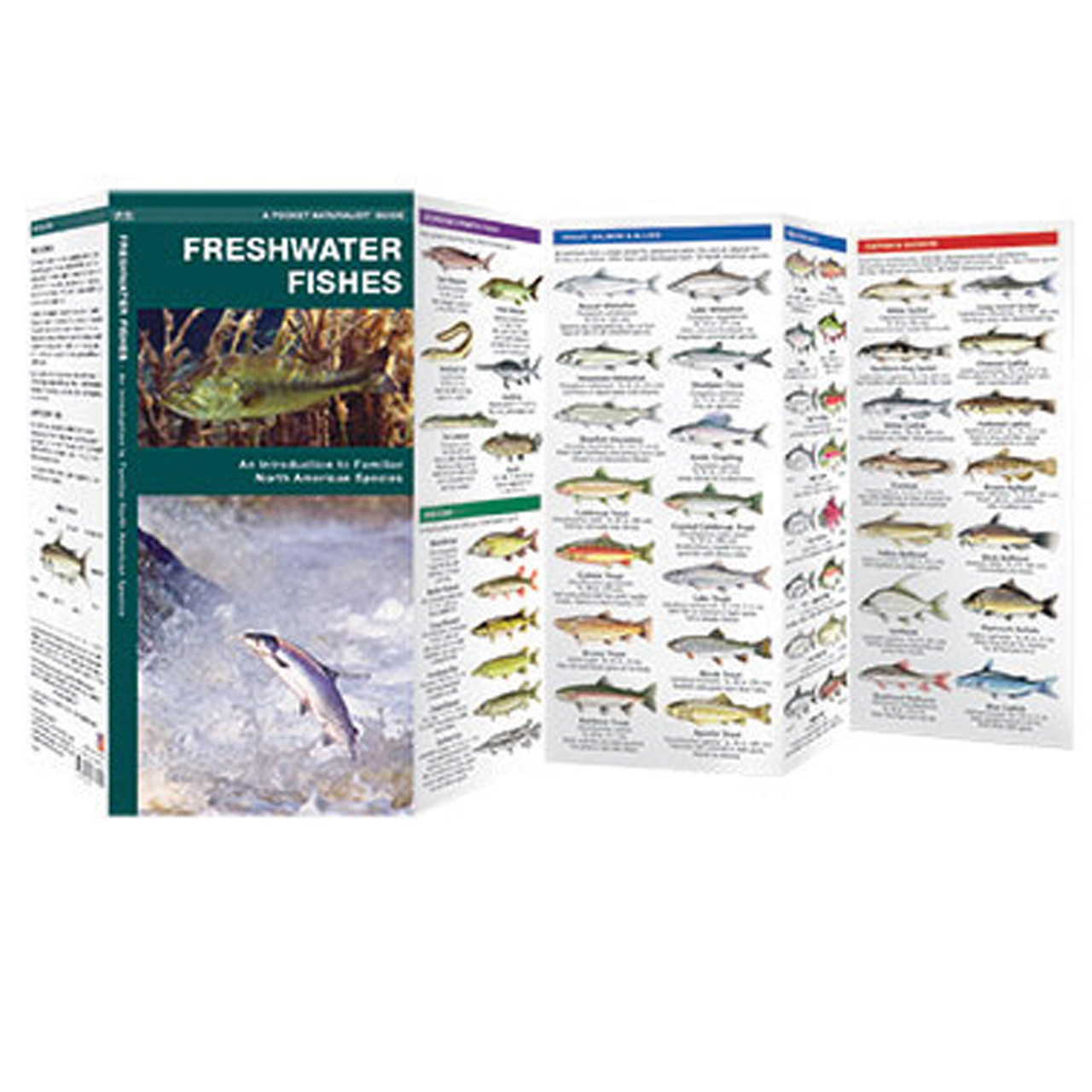 Freshwater Fish Guide - FISH307