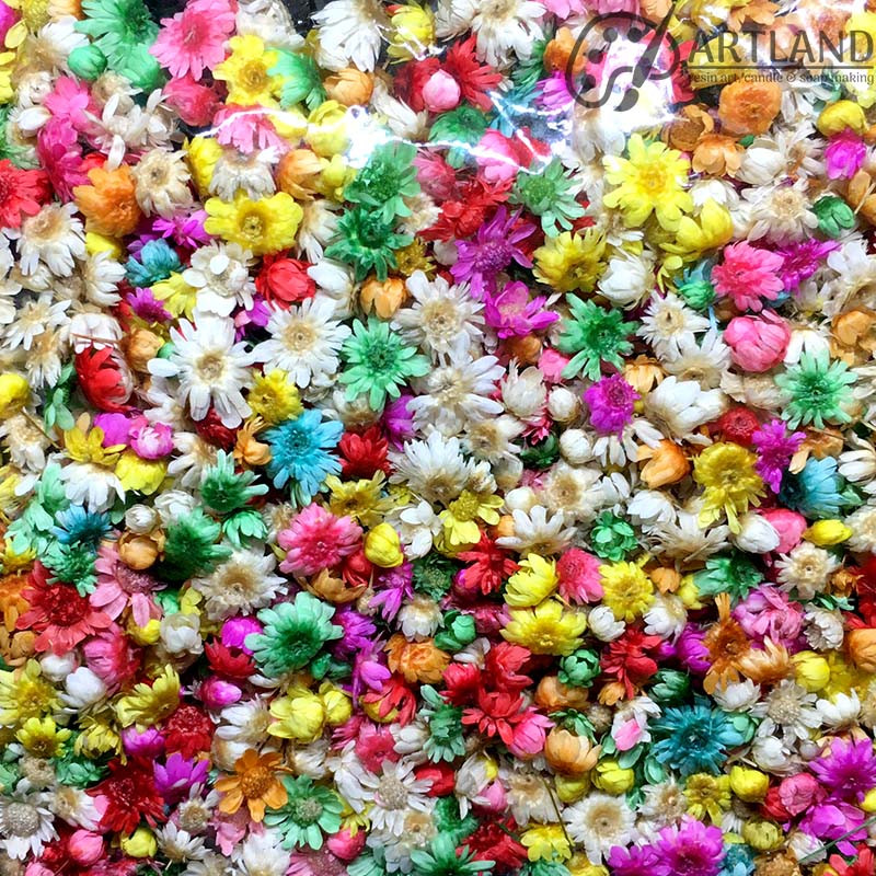 Colorful Mini Daisy/Brazil Dry Flowers 45-50Pcs in Sri Lanka