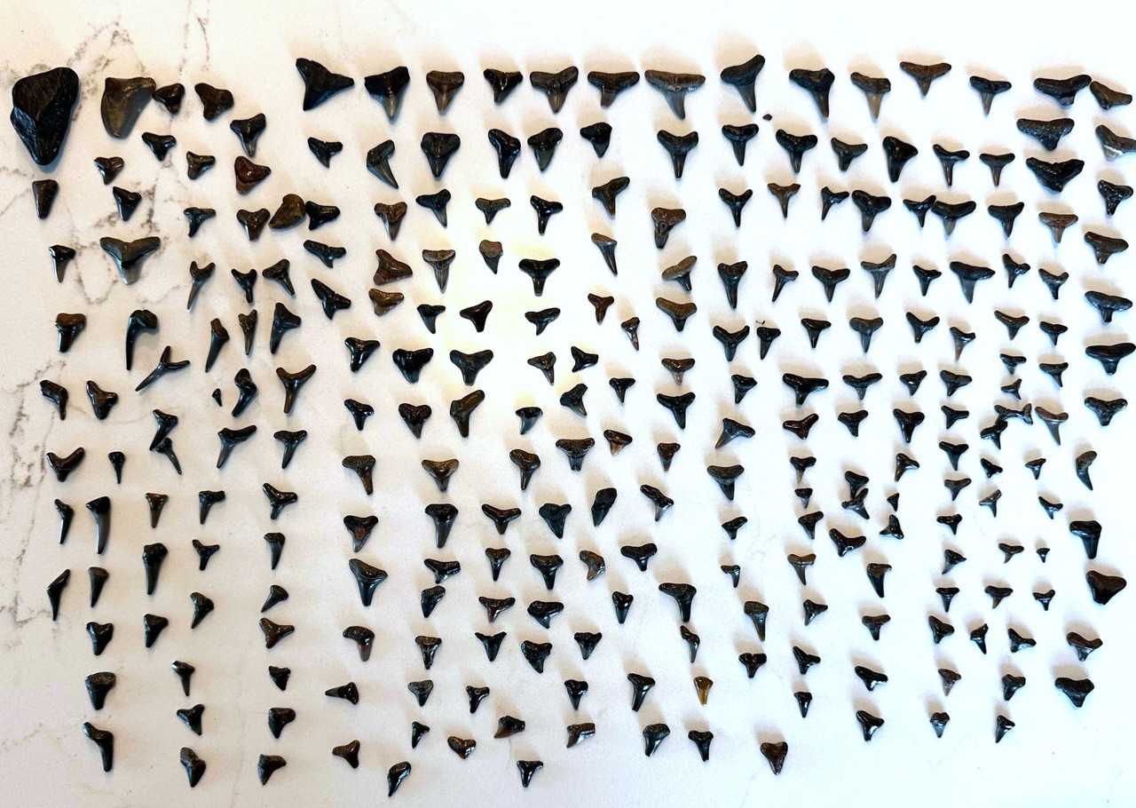 Shark Tooth Souvenir Display – Handmade Shark-Shaped Wood Holder for ...