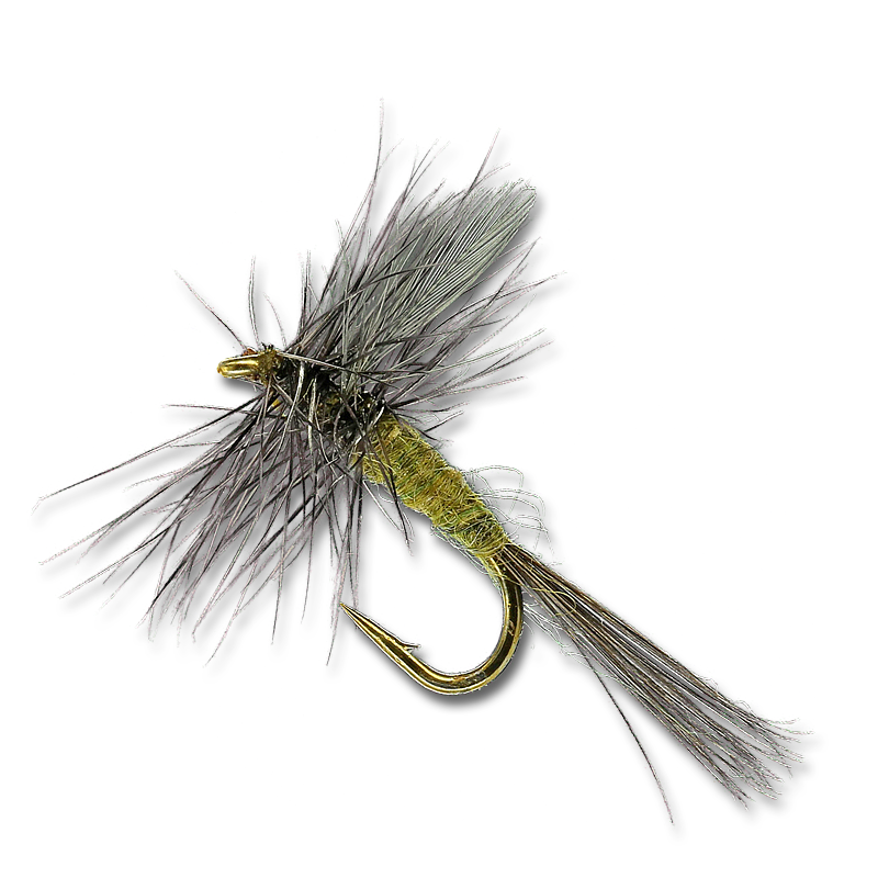 Blue Wing Olive at The Fly Shop