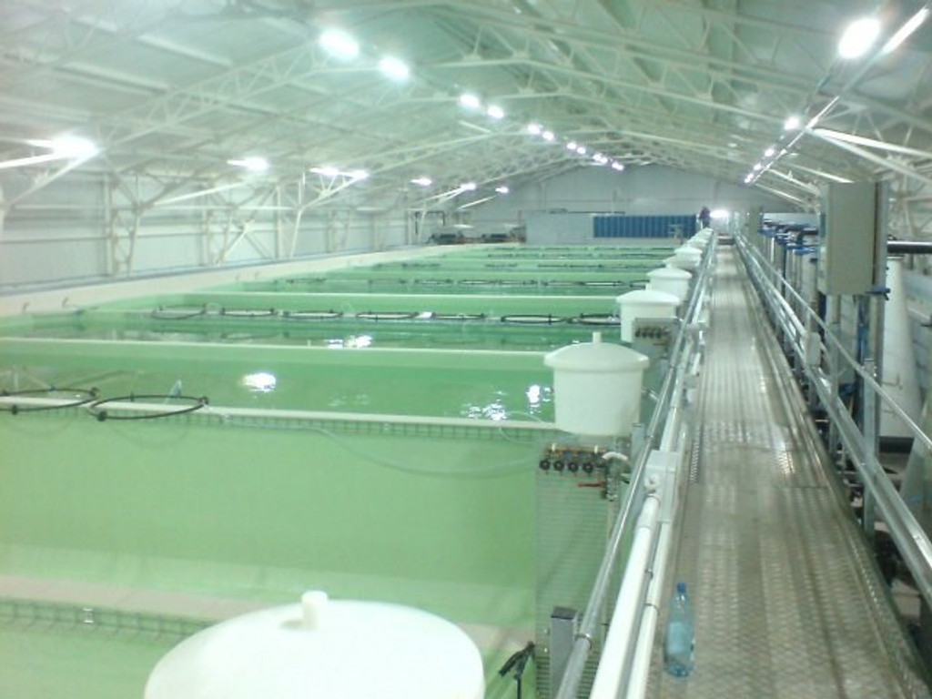 Improve Growth Rates & Lower FCR's with Automated Feed Systems - Global ...