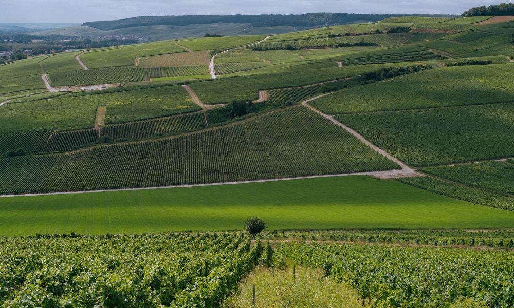 Ayala Brut Majeur on Special - Champagne Monday! - The Wine Emporium