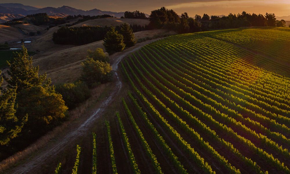 Dog Point Release New Vintage Trio + Back Vintage Specials! - The Wine ...