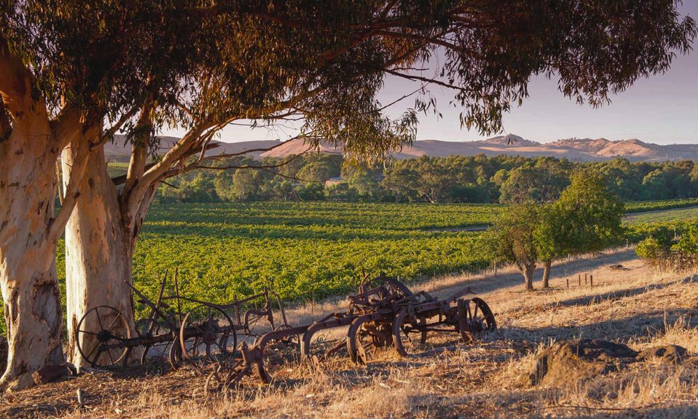 John Duval Wines - This Week's Tasting! - The Wine Emporium