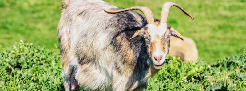 Nanny Goat Queensberry Single Vineyards - The Wine Emporium