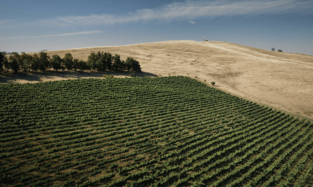 Grosset - The Clare Valley Icon Marks Its Return (Releases & Tasting ...