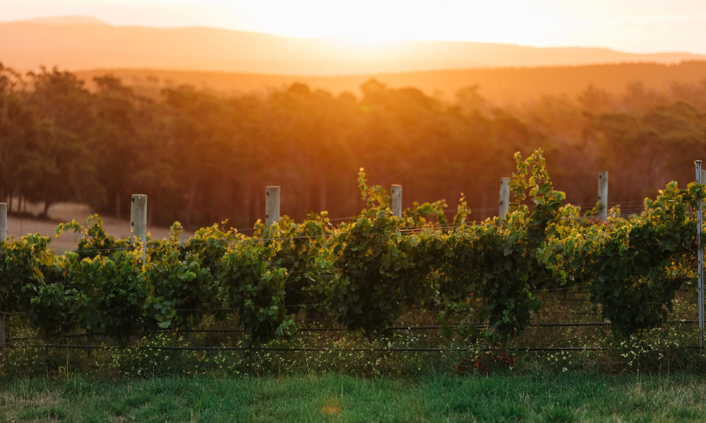 Ghost Rock & Bream Creek - Tasmanian Pinot Duo on Special! - The Wine ...