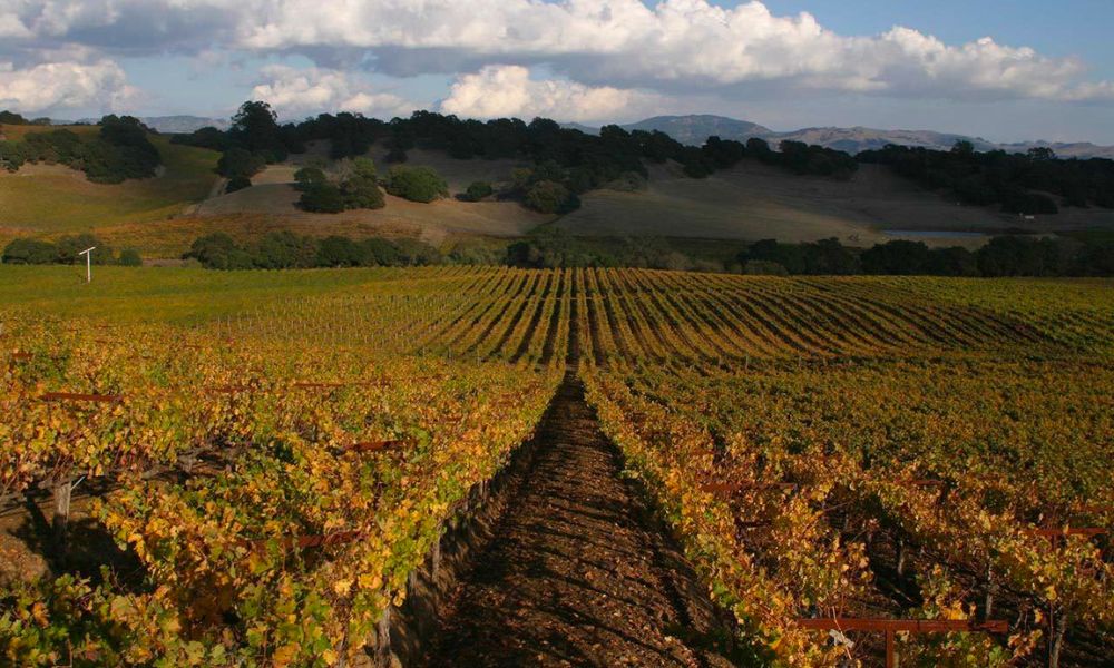 Te Mata Tasting // New Releases & Specials! - The Wine Emporium