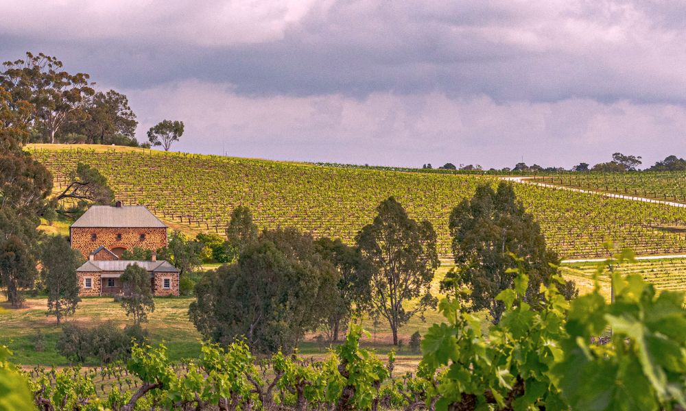 New Release Torbreck Lineup // Specials + Tasting! - The Wine Emporium