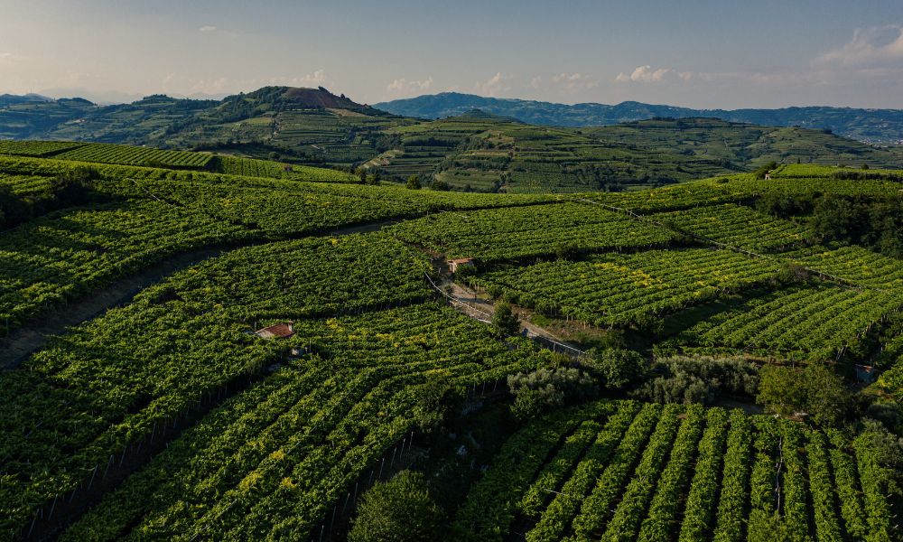 Veneto in View - Iconic Soave and Valpolicella on Special & Tasting ...