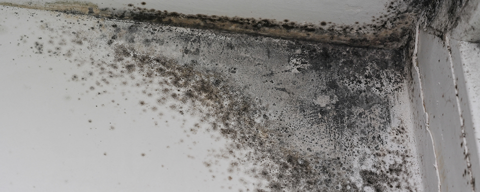 Preventative Measures to Halt Mold Growth at Home - Walder Foundation ...